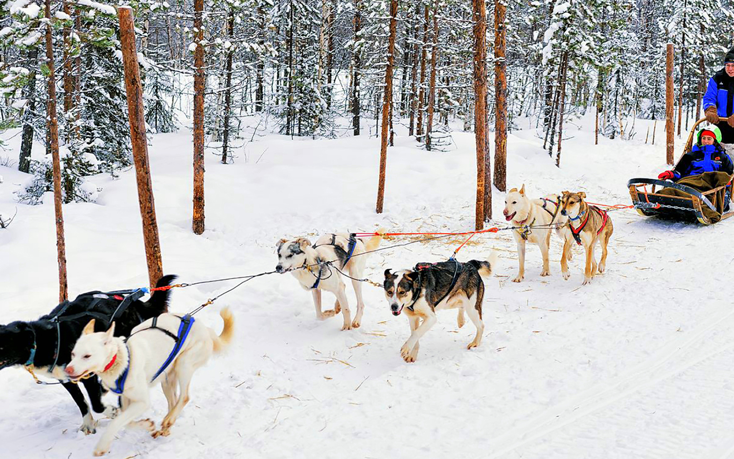 Dog Sledding in Mont Tremblant, Winter activities on the snow.