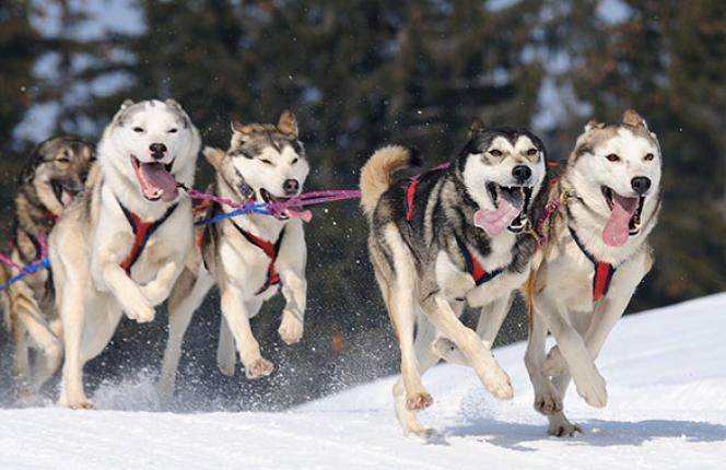 How fast do sled dogs run? - Dog Sledding Action Tremblant